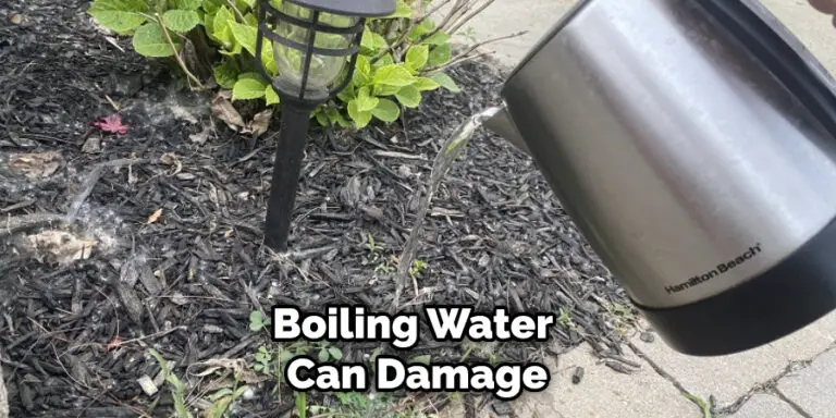 How to Get Rid of Thorns in Your Yard | 10 Easy Ideas (2026)