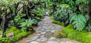 How to Grow a Forest in Your Backyard | 5 Easy Steps (2025)