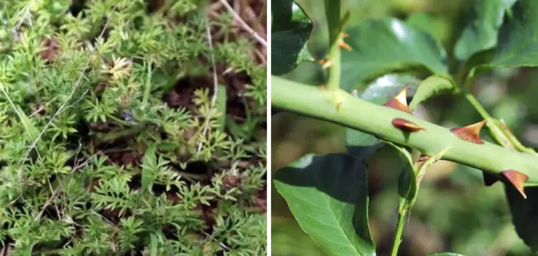 How to Get Rid of Thorns in Your Yard | 10 Easy Ideas (2025)