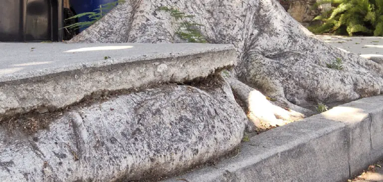 How to Repair Concrete Driveway Damaged by Tree Roots | 10 Methods