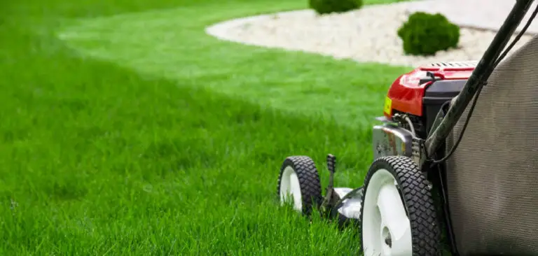 How to Scalp Your Lawn | 9 Effective Methods (2026)