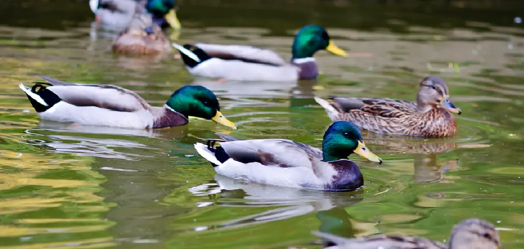 How to Scare Ducks Away From Your Pond | 11 Easy Methods (2025)