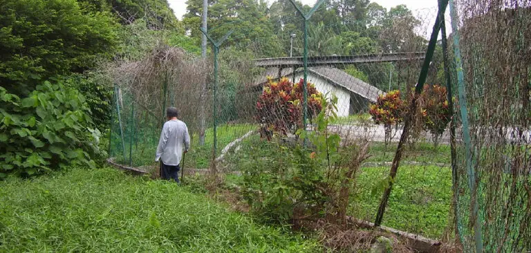 How to Install Deer Netting on Arborvitae | 10 Easy Steps (2025)