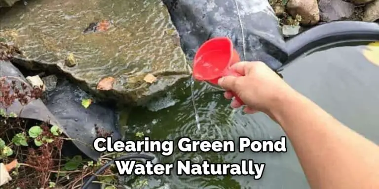 How to Clear Green Pond Water Naturally | 10 Easy Methods (2026)