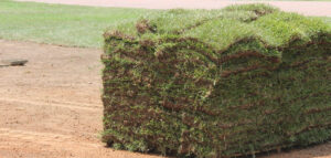 How to Install Bermuda Sod | 5 Easy Steps (2026)