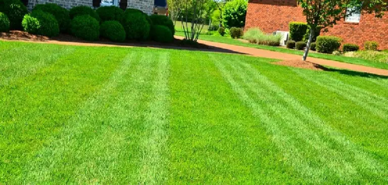 How to Redo My Yard | 10 Effective Ways (2026)