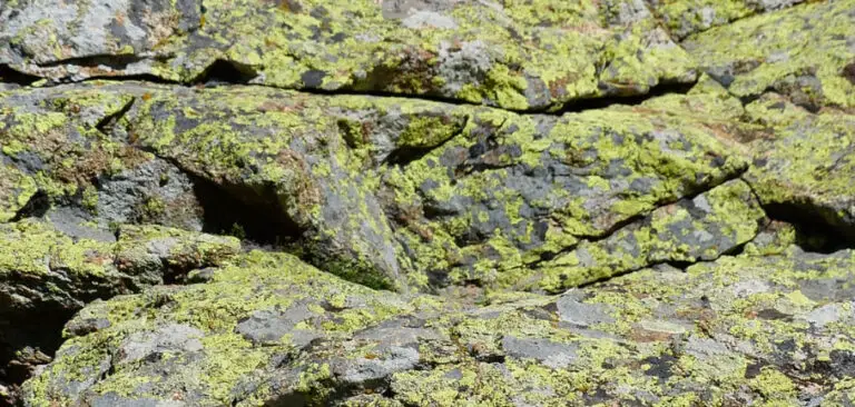 How to Remove Lichen From Stone | 10 Effective Steps (2025)