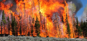 How to Control Burn Your Yard | 10 Safety Ways (2025)