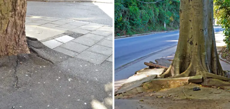 How to Keep Tree Roots From Breaking Concrete | 10 Easy Ways