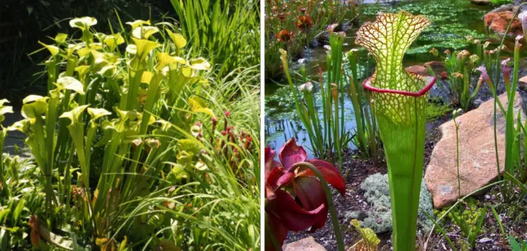 How to Make a Bog Garden | Described in 11 Steps (2026)