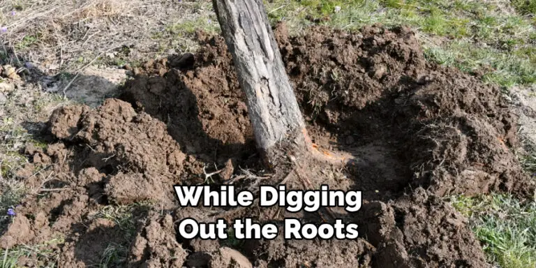 How to Remove Tree Roots From Under Concrete | 10 Easy Ways