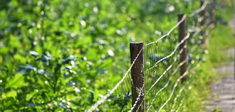How to Install Chicken Wire Fence With T-posts | 12 Easy Ways