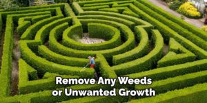 How to Create a Labyrinth in Your Garden | 5 Easy Guides (2025)
