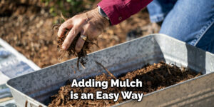 How to Landscape Around a Palm Tree | 10 Easy Steps (2025)