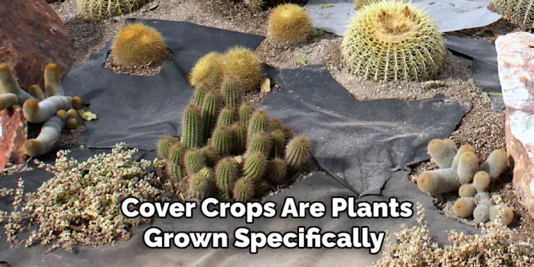 How to Get Rid of Weeds in Desert Landscaping | 10 Easy Methods