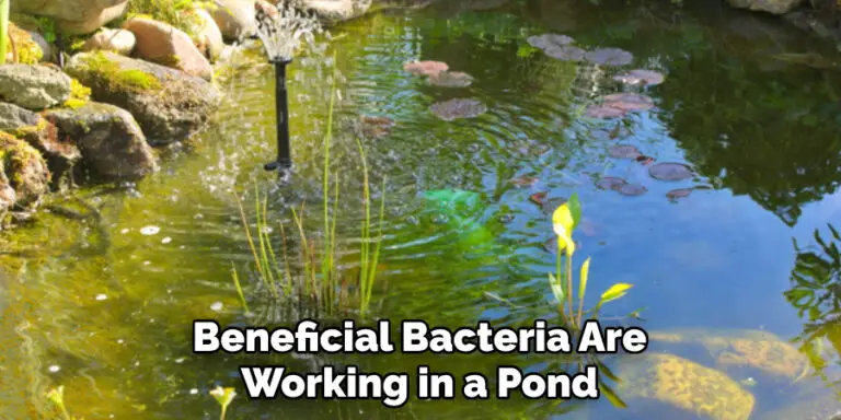 How to Grow Beneficial Bacteria for Ponds | 10 Easy Methods