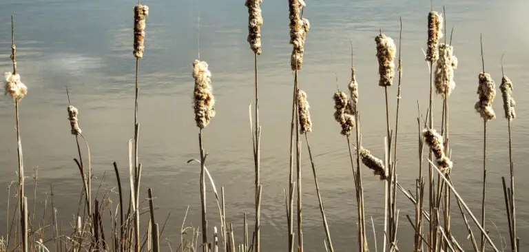 How to Kill Cat Tails in a Pond | 10 Easy Steps (2026)