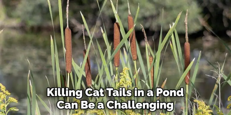 How to Kill Cat Tails in a Pond | 10 Easy Steps (2026)