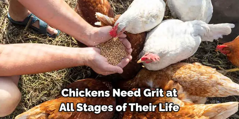 How to Make Grit for Chickens | 12 Easy Steps (2025)