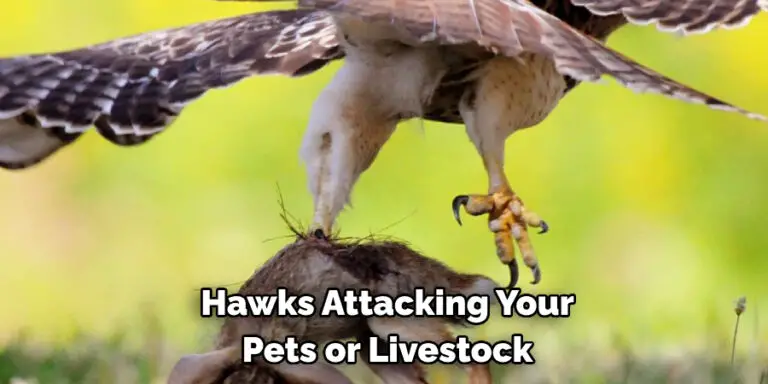 How to Deter Hawks | 9 Easy Steps (2026)