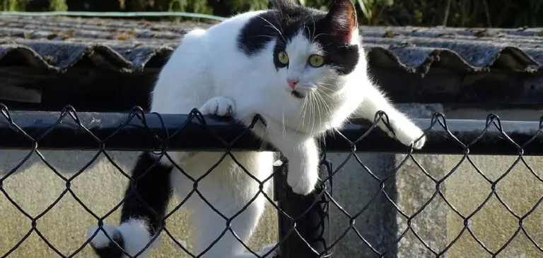 How to Cat Proof a Fence | 15 Effective Tips (2026)