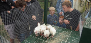 How to Dispose of Chicken Poop | 10 Effective Methods (2026)