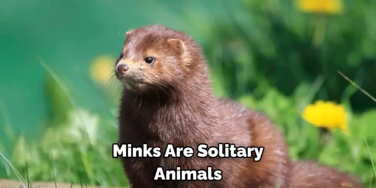 How to Get Rid of Minks | 11 Effective Ways (2026)