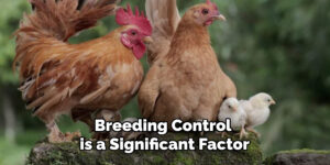 How to Rehome a Rooster | 10 Effective Methods (2026)