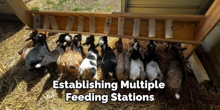 How to Stop Goats Bullying | 2 Easy Methods (2026)