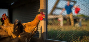 How to Keep Chickens from Flying | 10 Easy Methods (2025)