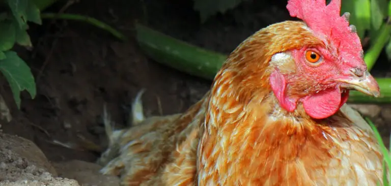 How to Treat Egg Bound Hen | 10 Easy Steps (2026)