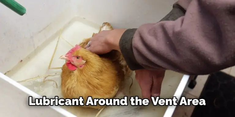 How to Treat Egg Bound Hen | 10 Easy Steps (2026)