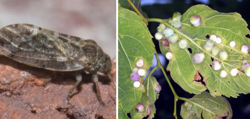 How to Get Rid of Hackberry Psyllids | 10 Easy Methods (2025)