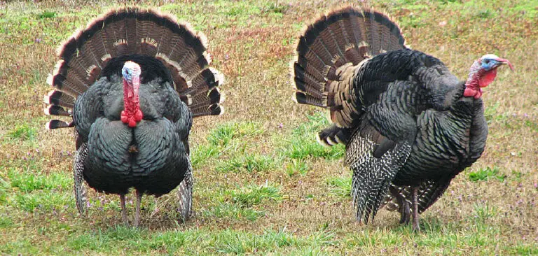 How to Stop Turkeys From Digging Up Lawn | 7 Easy Methods (2025)