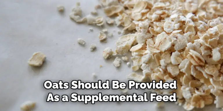 How to Feed Ducks Oats | 10 Effective Methods (2026)