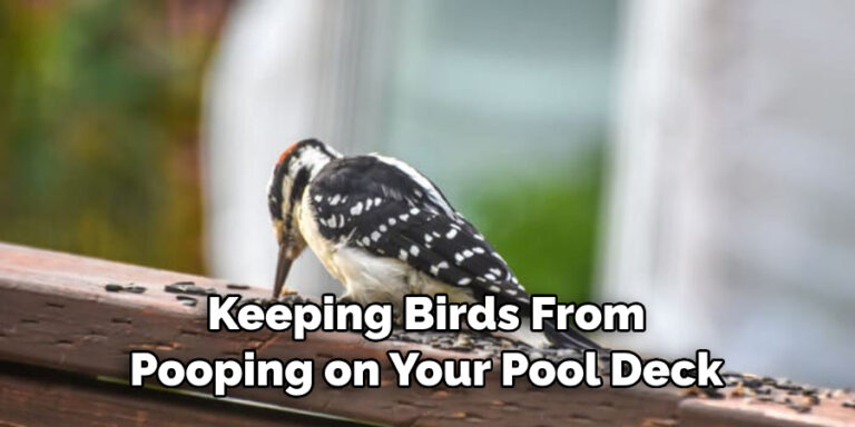 How to Keep Birds from Pooping on Pool Deck | 7 Easy Ways (2026)