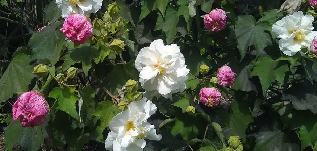 How to Remove Monkey Grass | 10 Easy Steps (2026)