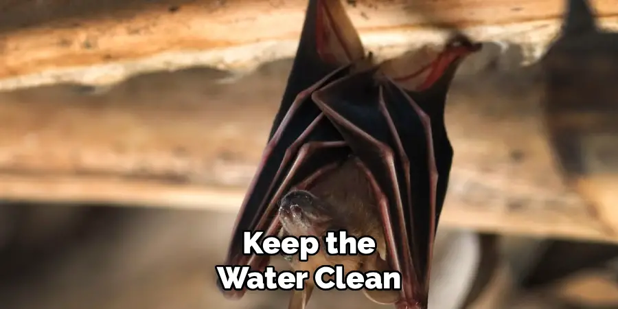 How to Attract Bats to Your Backyard | 7 Easy Steps (2026)